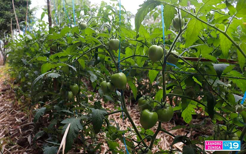 Productores de Nicaragua preparan la tierra para esperar las aguas santas