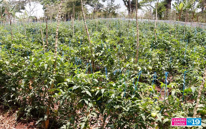 Productores de Nicaragua preparan la tierra para esperar las aguas santas