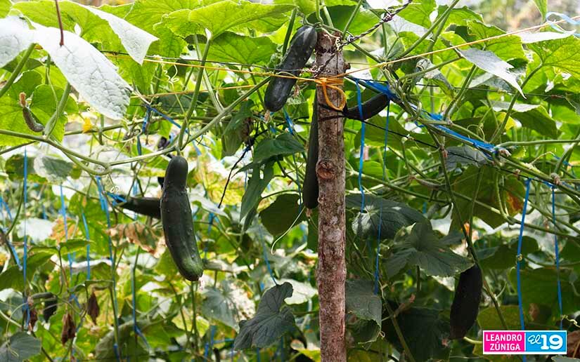 Productores de Nicaragua preparan la tierra para esperar las aguas santas
