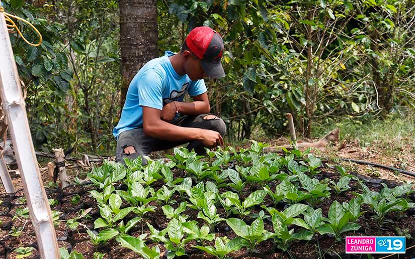 Productores de Nicaragua preparan la tierra para esperar las aguas santas