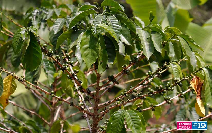 Productores de Nicaragua preparan la tierra para esperar las aguas santas