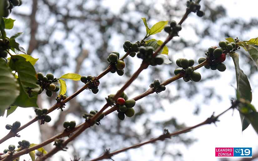 Productores de Nicaragua preparan la tierra para esperar las aguas santas