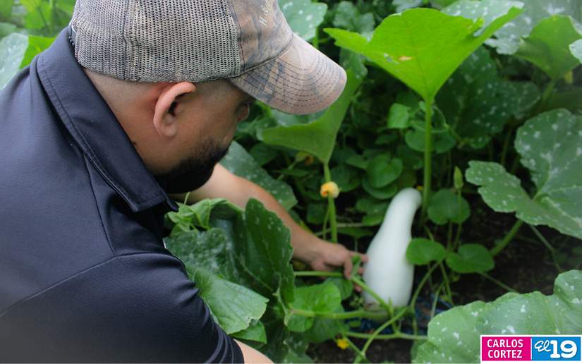 Productores de Managua conocen técnicas agroecológicas para cultivar pipián