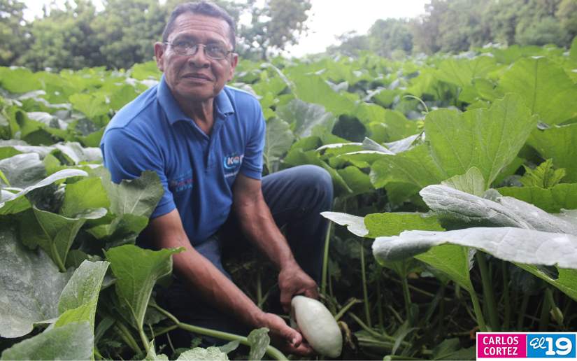 Productores de Managua conocen técnicas agroecológicas para cultivar pipián