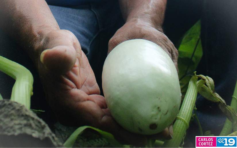 Productores de Managua conocen técnicas agroecológicas para cultivar pipián