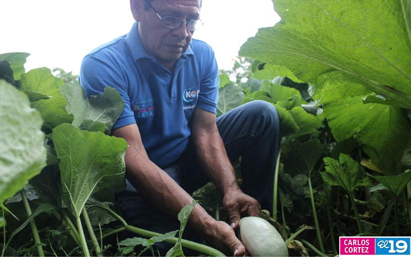 Productores de Managua conocen técnicas agroecológicas para cultivar pipián