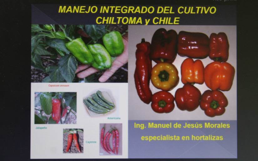 Inta presenta variedad de chiles y chiltomas a productores para hacer ...