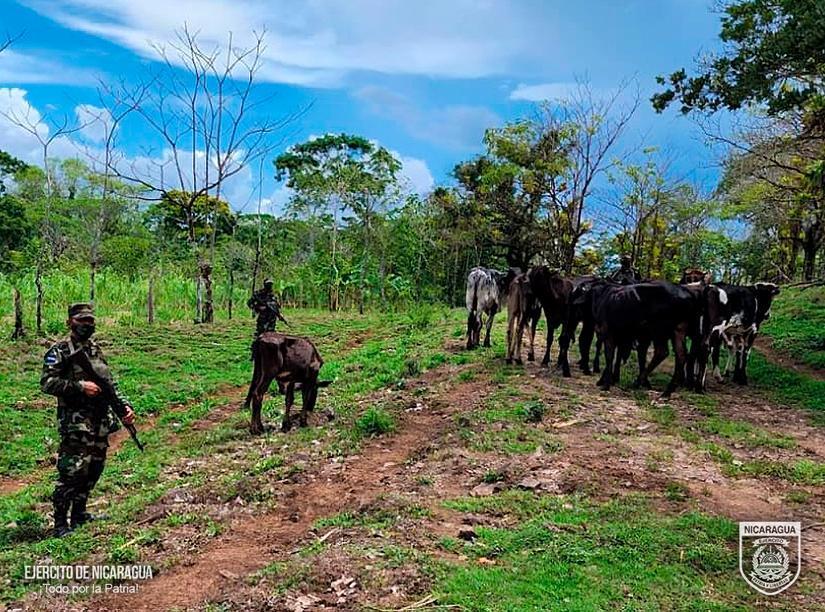 Ejército de Nicaragua recupera 15 semovientes en Río Blanco y en Paiwas