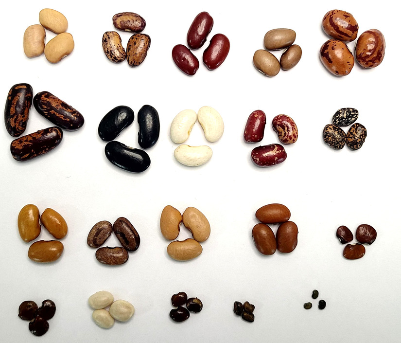 INTA presenta estudio de la diversidad criolla de frijoles