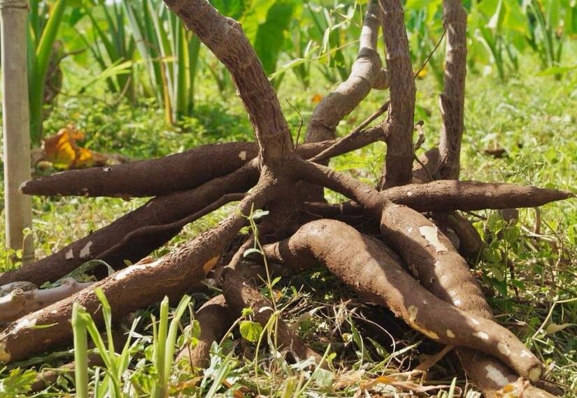 INTA presenta a productores nuevas variedades de yuca