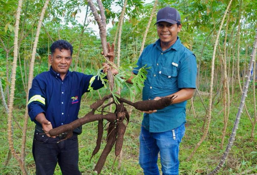 INTA presenta a productores nuevas variedades de yuca