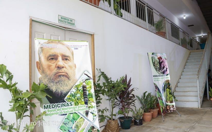 Gobierno de Nicaragua relanza Programa de Desarrollo de Moringa ...