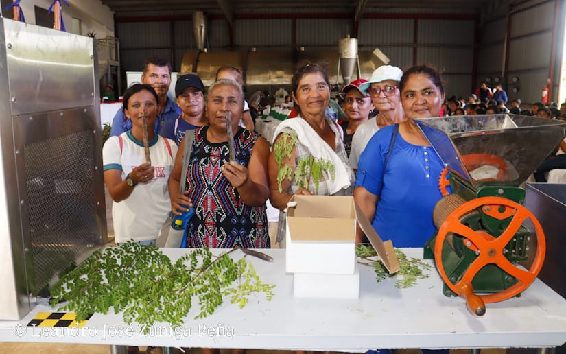 Gobierno de Nicaragua relanza Programa de Desarrollo de Moringa ...