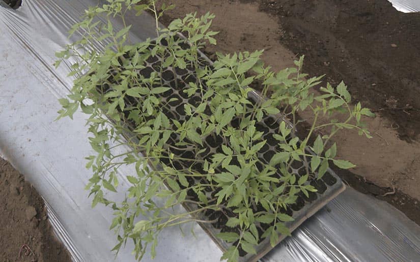 INTA presenta nueva variedad de tomate más resistente y con mayor ciclo ...