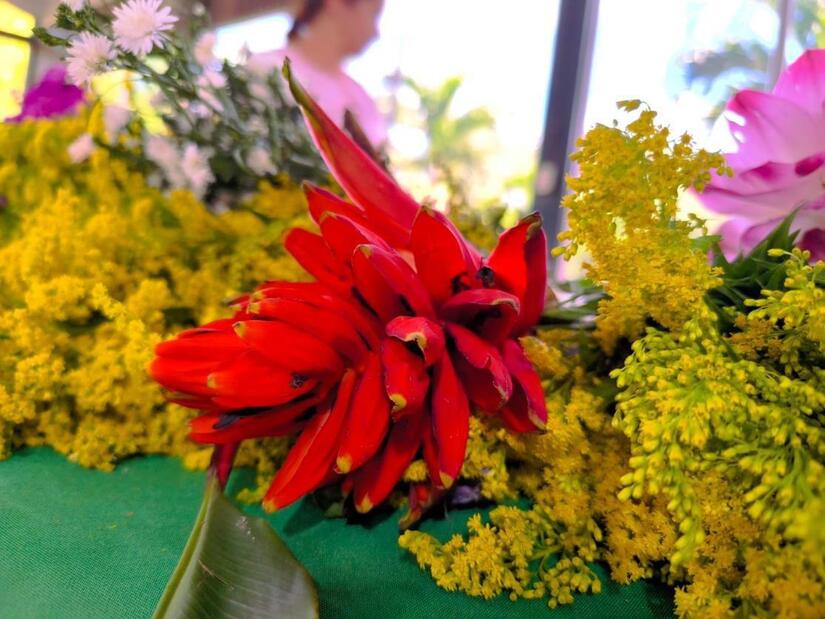 Buen Gobierno Sandinista promueve el cultivo de flores de Nicaragua