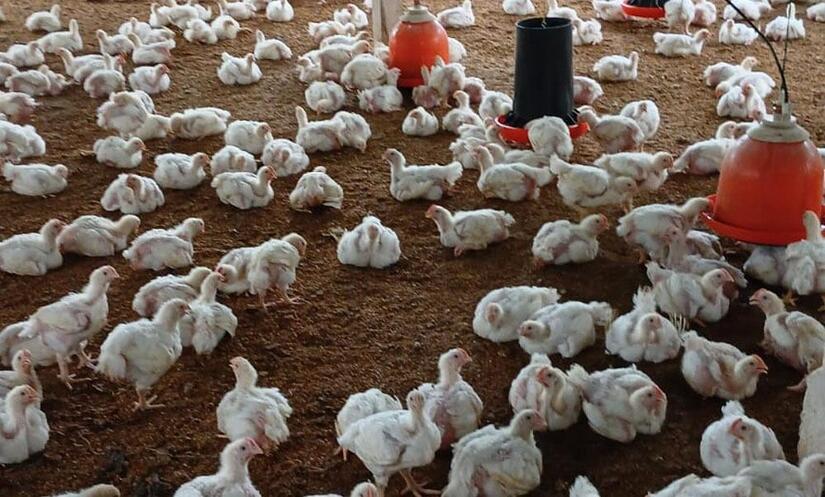 Producción Nacional de Carne de Pollo ha permitido mantener abastecido ...