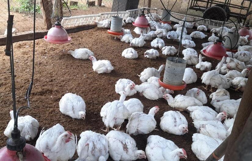 Producción Nacional de Carne de Pollo ha permitido mantener abastecido ...