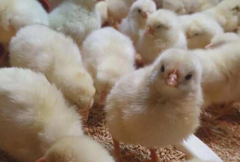 Producción Nacional de Carne de Pollo ha permitido mantener abastecido ...