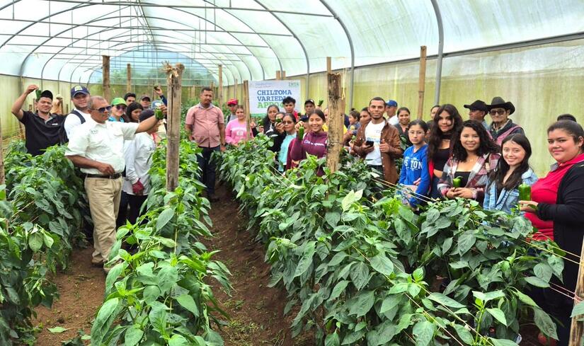 Nueva variedad de chiltoma con mayor rendimiento y tolerancia a plagas