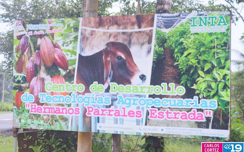 Centro de Selección y Reproducción Animal en El Rama insemina y ...