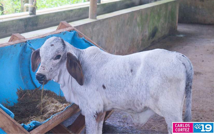 Centro de Selección y Reproducción Animal en El Rama insemina y ...