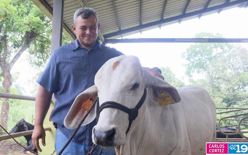 Centro de Selección y Reproducción Animal en El Rama insemina y ...