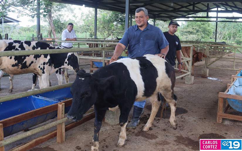 Centro de Selección y Reproducción Animal en El Rama insemina y ...
