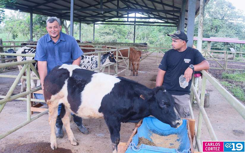 Centro de Selección y Reproducción Animal en El Rama insemina y ...