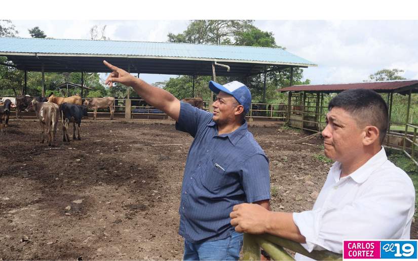 Centro de Selección y Reproducción Animal en El Rama insemina y ...