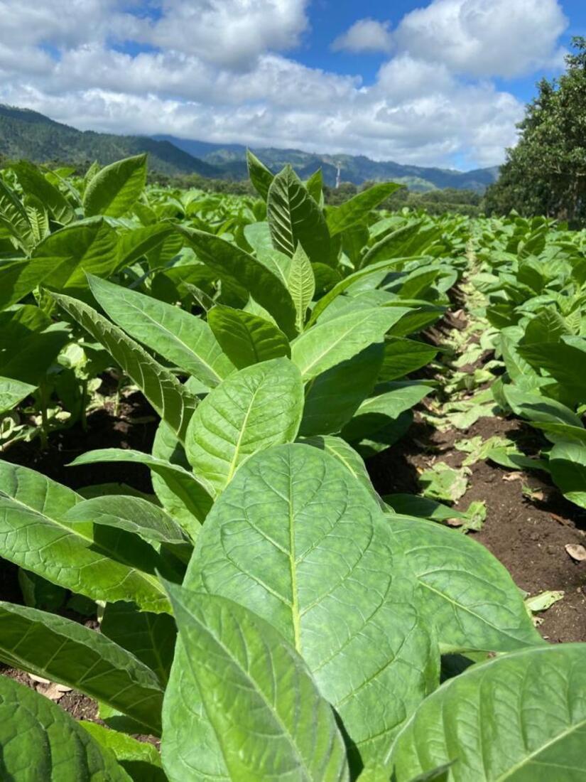 Avanza siembra de tabaco en Nicaragua para el Ciclo Productivo 2024-2025