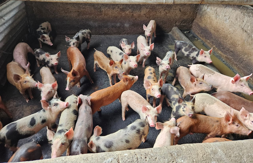 MAG contabiliza más de 492 mil cabezas de cerdos en la Costa Caribe ...