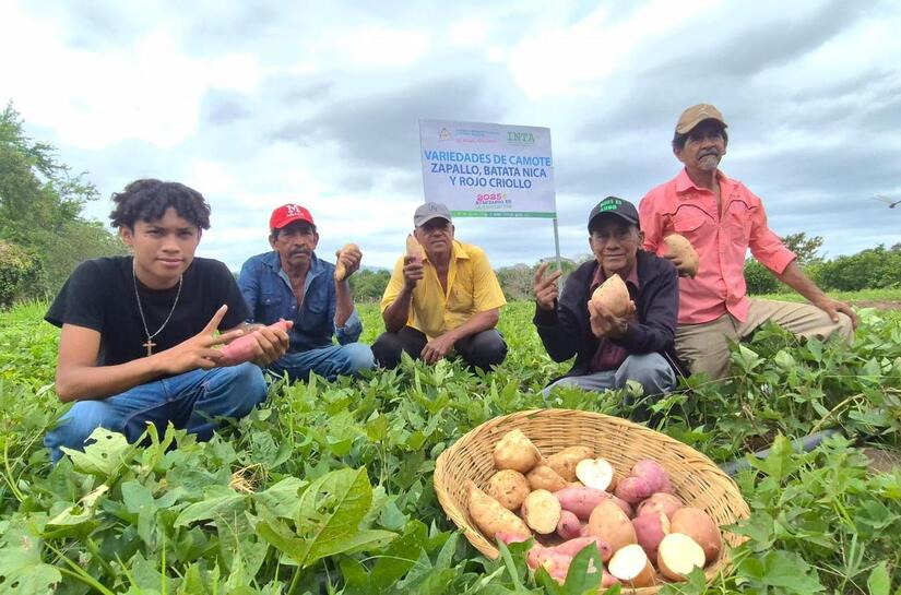 INTA presenta a productores nuevas prácticas de siembra de camote en Madriz