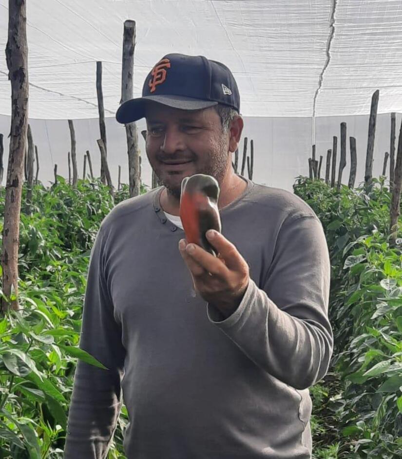 Cosecha de chiltoma alcanza los 30 mil 333 quintales en abril del 2025