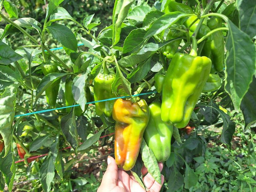 Cosecha de chiltoma alcanza los 30 mil 333 quintales en abril del 2025