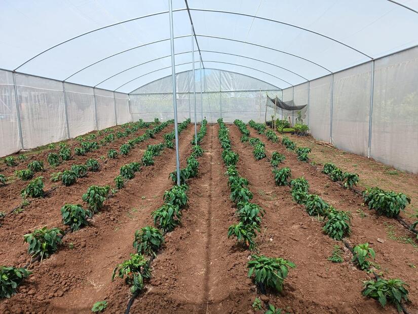 Cosecha de chiltoma alcanza los 30 mil 333 quintales en abril del 2025