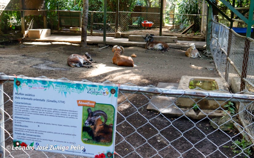 Familias disfrutan de la fauna y la naturaleza en el Parque Zoológico ...
