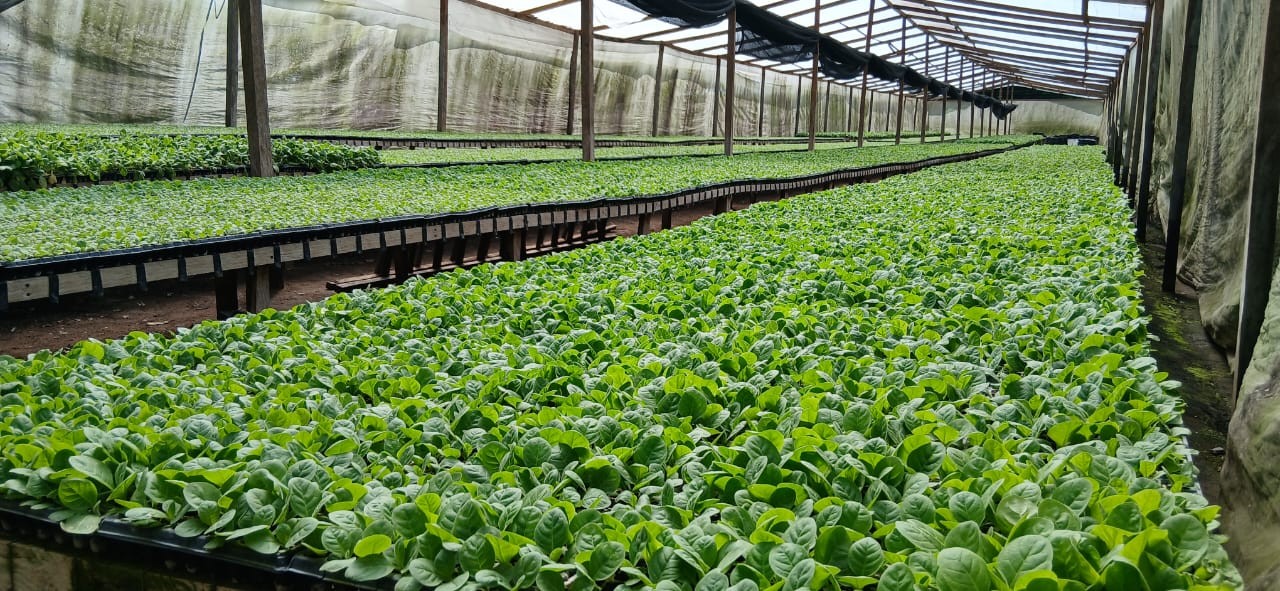 Más de 61 mil quintales de Tabaco fortalecen agroexportación en Nicaragua