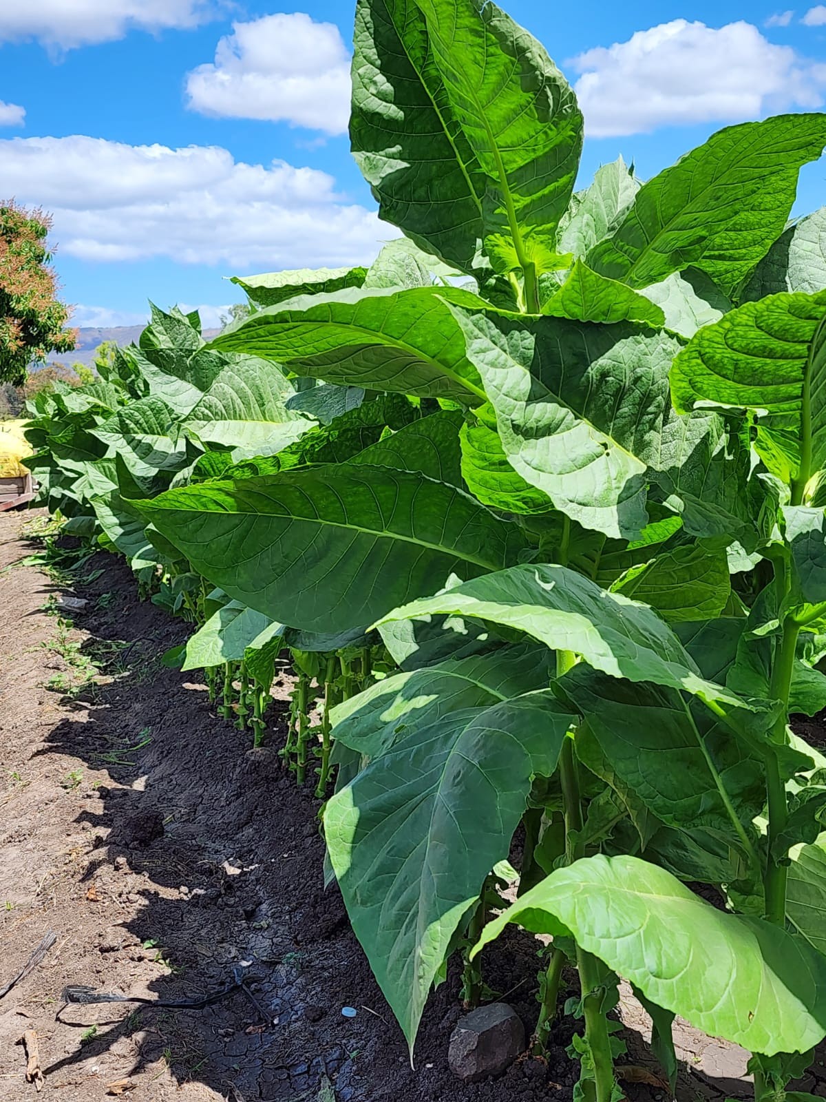Más de 61 mil quintales de Tabaco fortalecen agroexportación en Nicaragua
