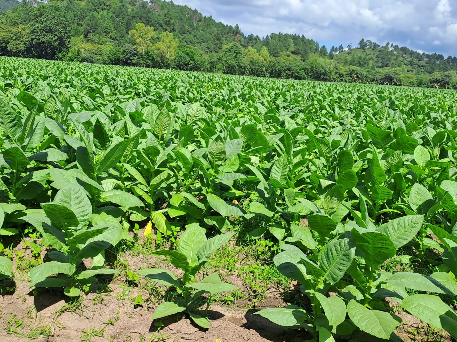 Más de 61 mil quintales de Tabaco fortalecen agroexportación en Nicaragua