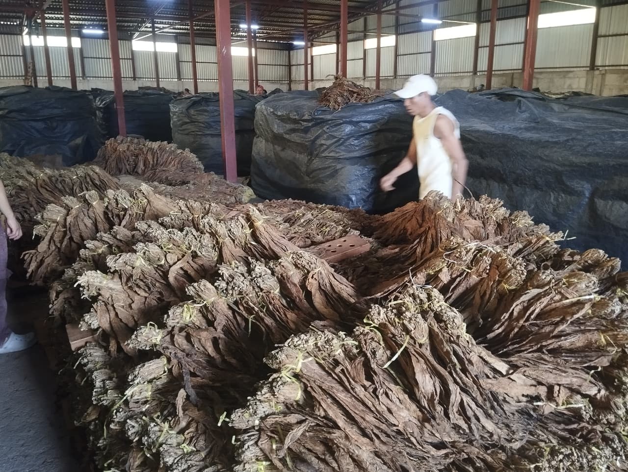 Más de 61 mil quintales de Tabaco fortalecen agroexportación en Nicaragua