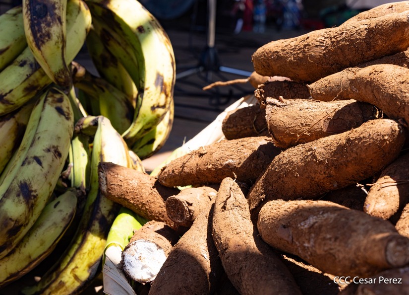 Promoción de la gastronomía y cultura nicaragüense: Celebran Festival ...