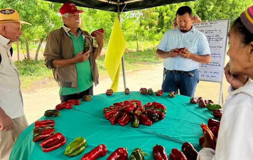 INTA presenta nueva variedad de Chiltoma con alto rendimiento y resistencia