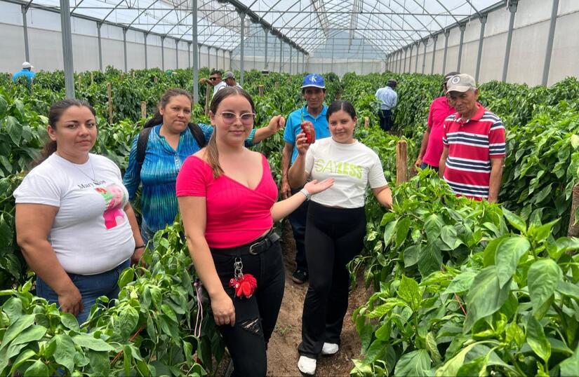 INTA presenta nueva variedad de Chiltoma con alto rendimiento y resistencia