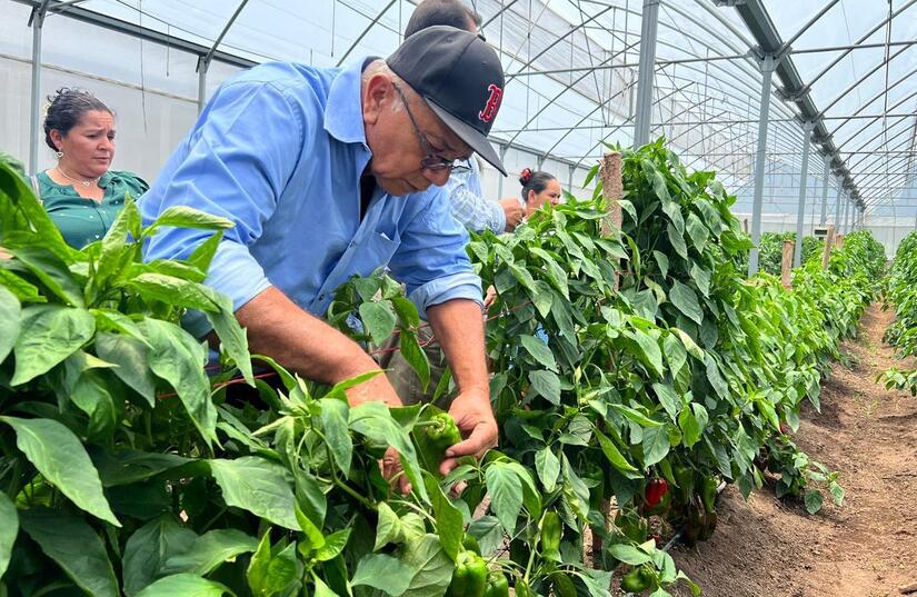 INTA presenta nueva variedad de Chiltoma con alto rendimiento y resistencia