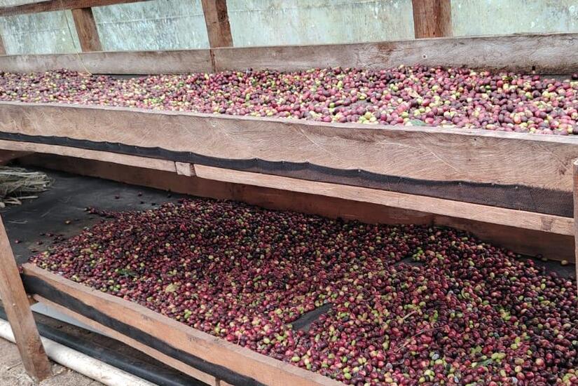 Ministerio Agropecuario presenta avances en acopio de café en ...