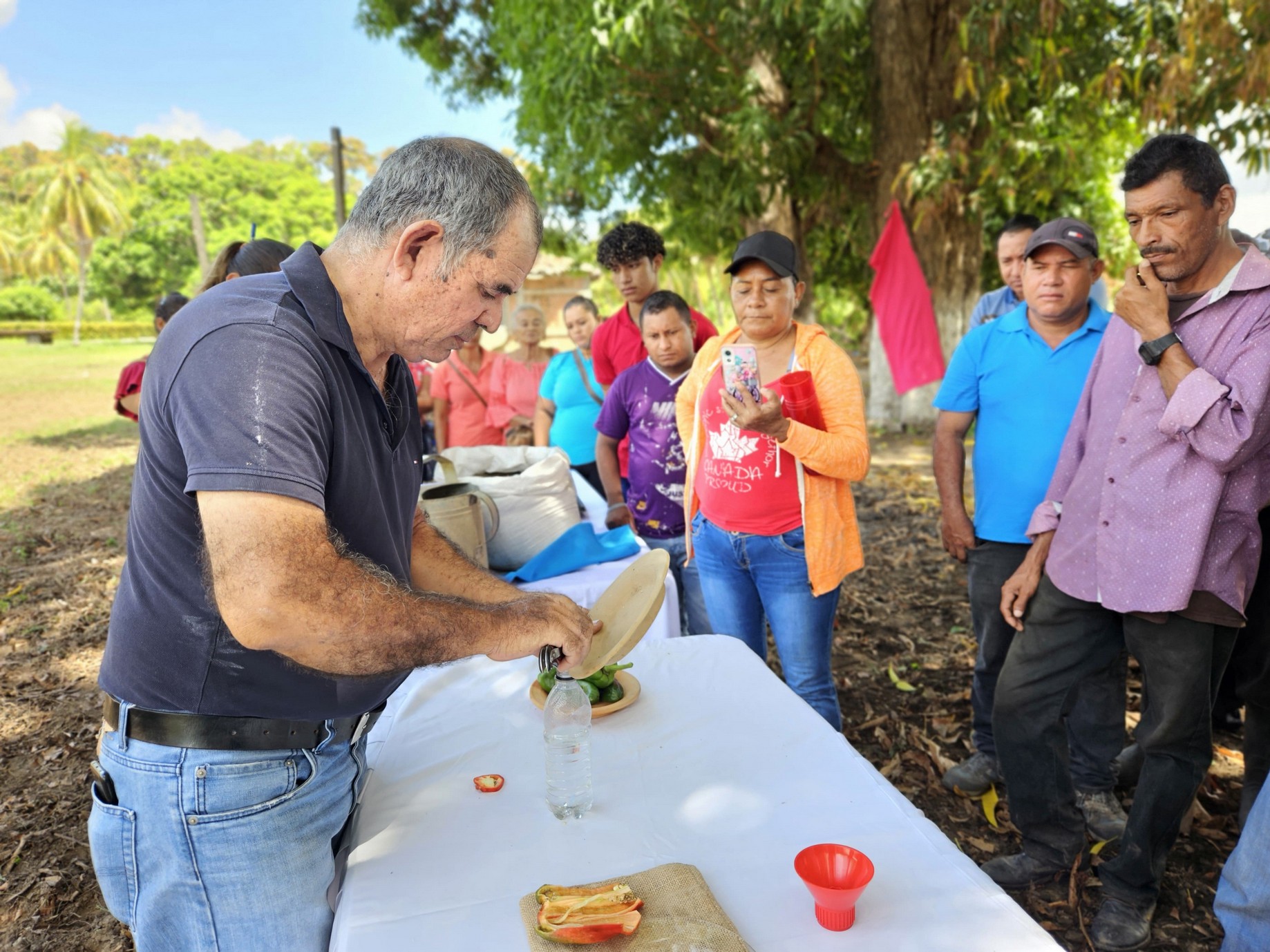 INTA presenta técnica para mejorar germinación de semilla de chiltoma ...