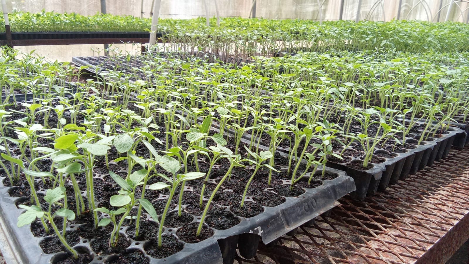 INTA presenta técnica para mejorar germinación de semilla de chiltoma ...