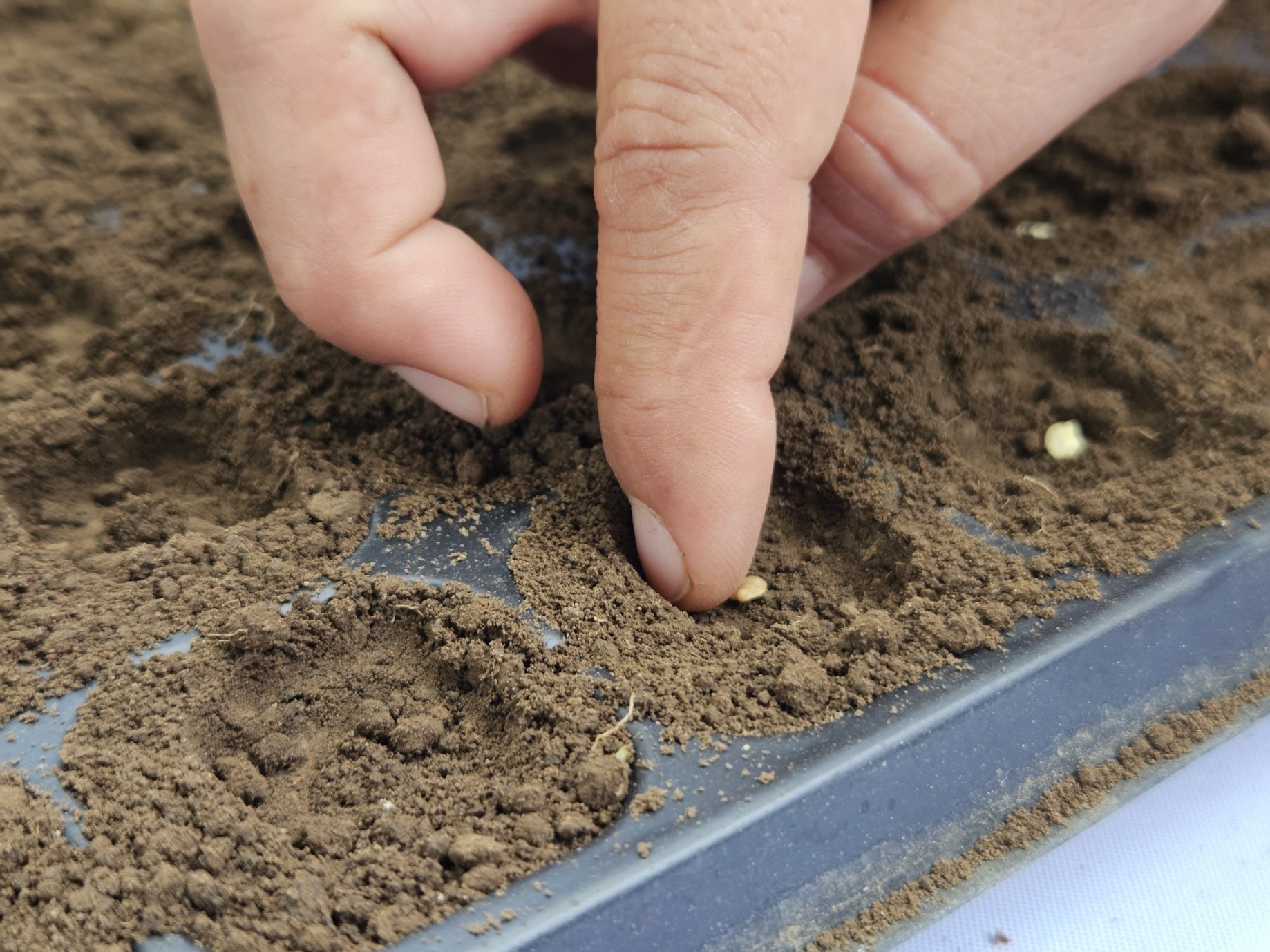INTA presenta técnica para mejorar germinación de semilla de chiltoma ...