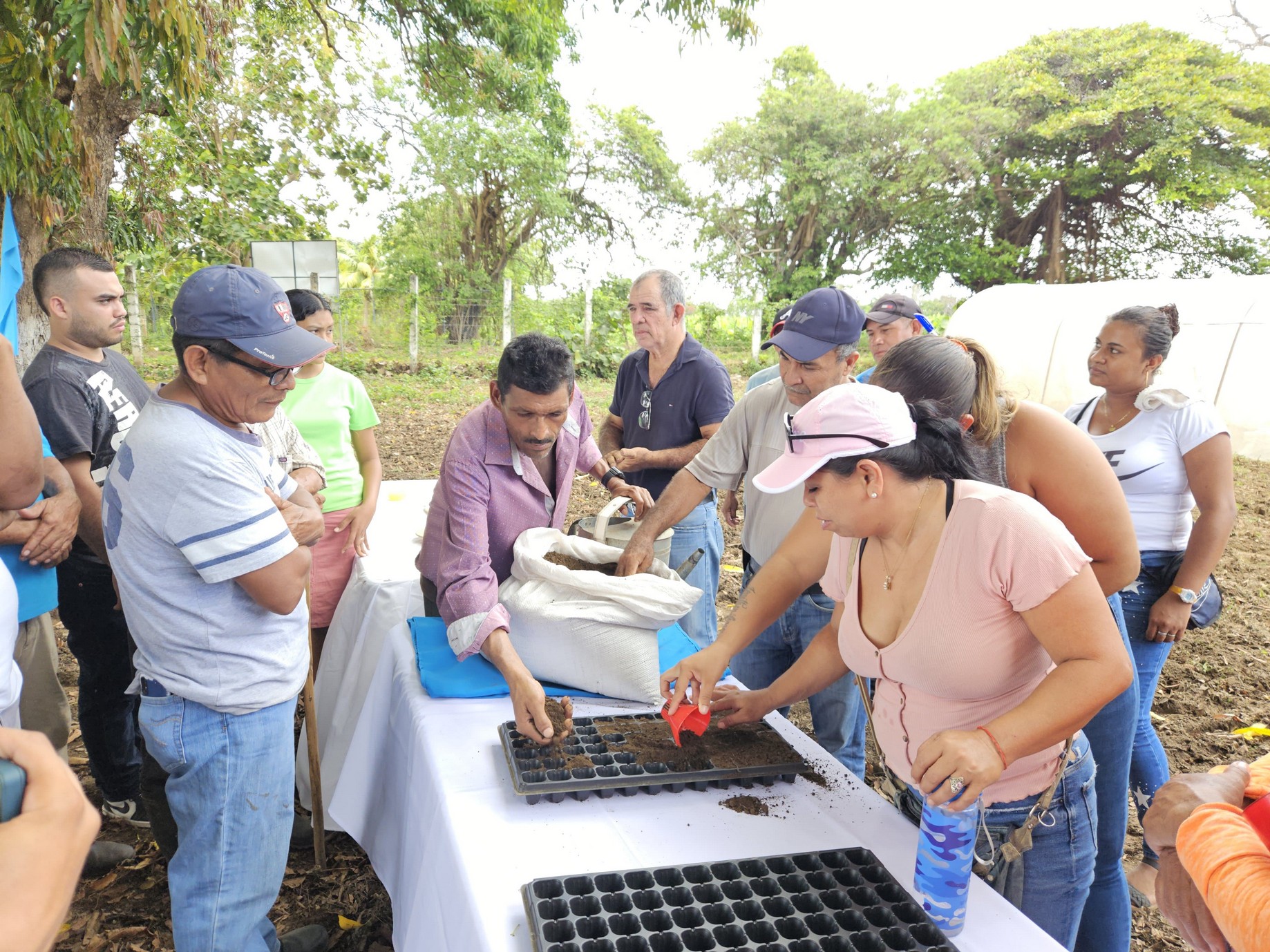 INTA presenta técnica para mejorar germinación de semilla de chiltoma ...
