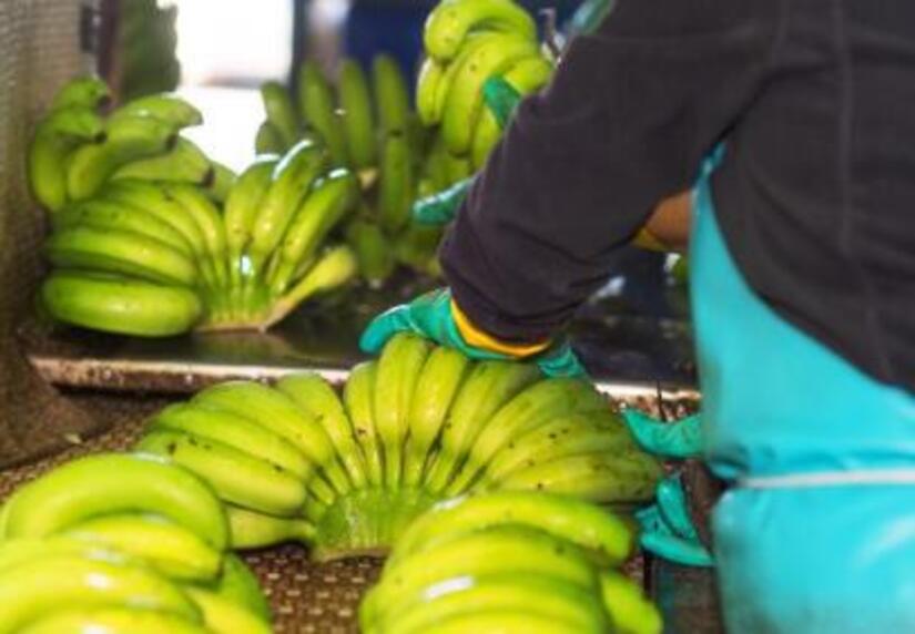 Ministerio Agropecuario reporta producción de banano de 1.5 millones de ...